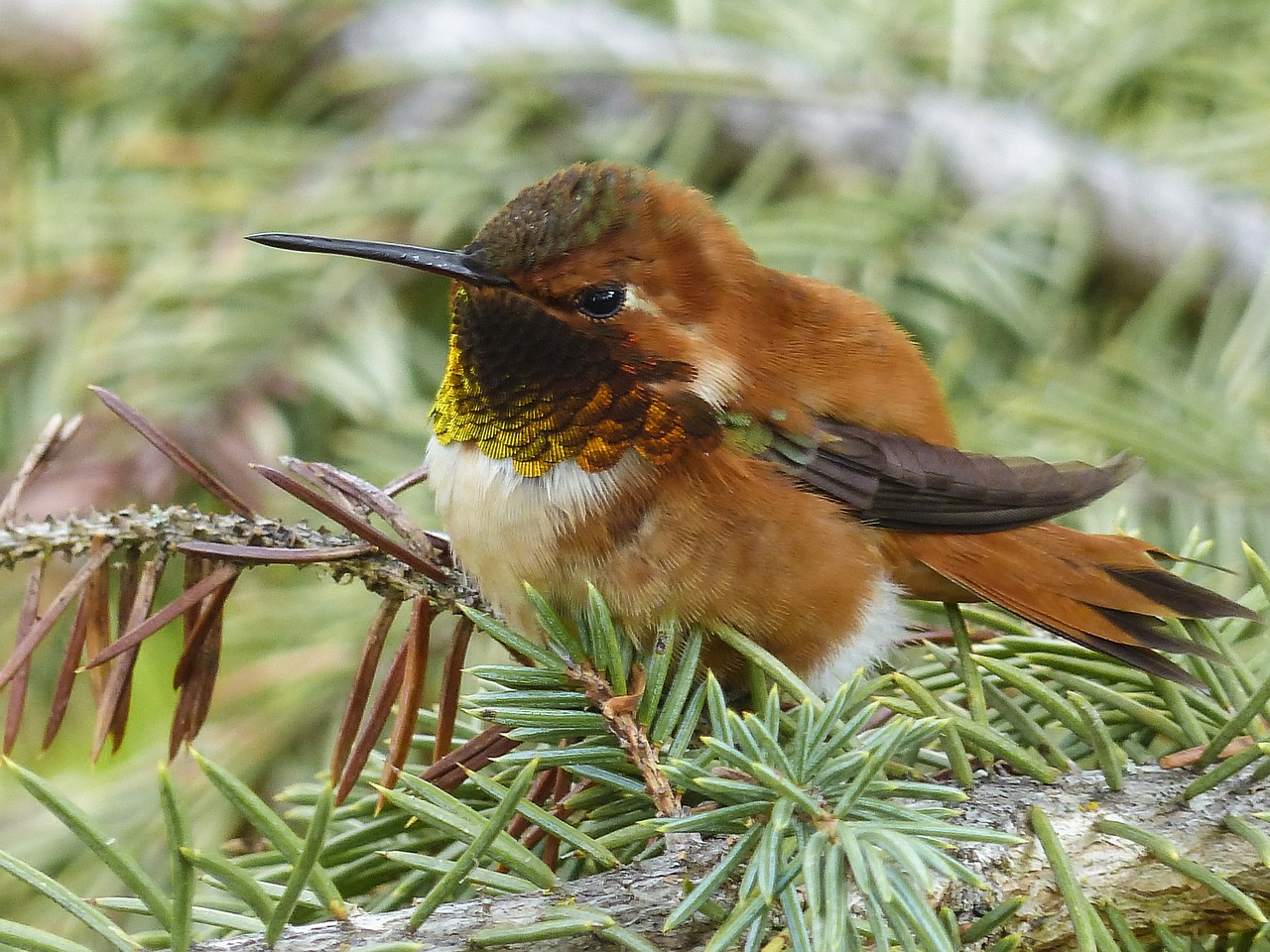 The Humming Bird And The Crow! – KrsnaKnows